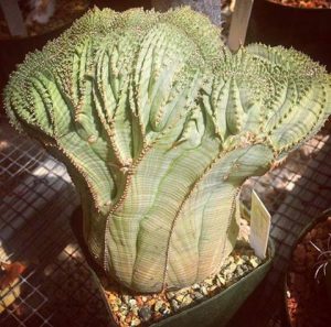 Planta Euphorbia Obesa: Características E Fotos | Flores - Cultura Mix