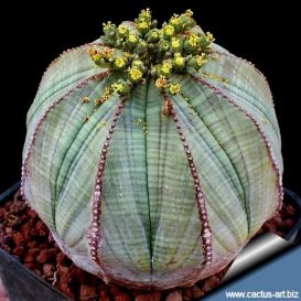 Planta Euphorbia Obesa: Características E Fotos | Flores - Cultura Mix